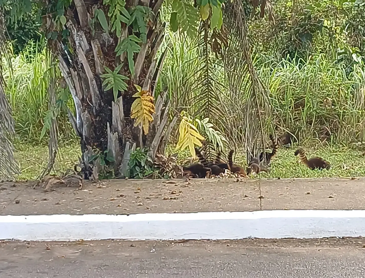 Grupo de quatis é visto se alimentando em área verde na região do Ipê